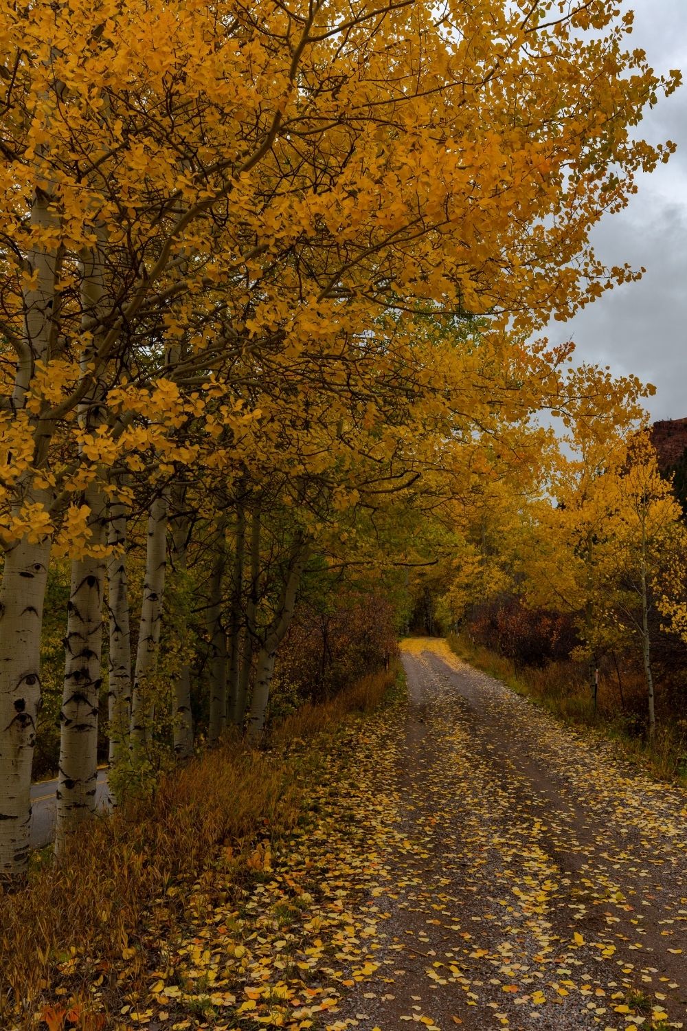 The Best Places to See Fall Colors in Colorado [ Updated August 2022 ...